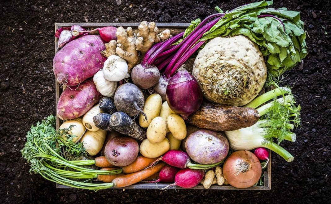 Listado de hortalizas de raíz para tu huerta - Infoagro