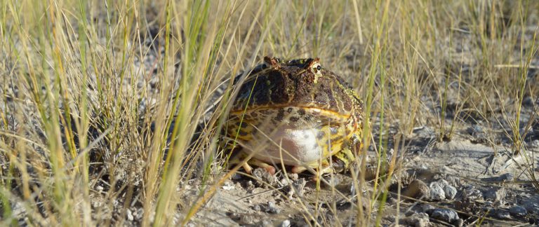 Escuerzo: una especie que ya casi no se ve en la pampa húmeda - Infoagro