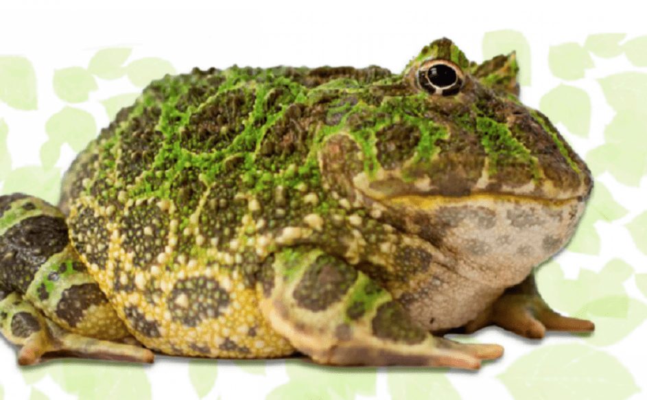 Escuerzo: una especie que ya casi no se ve en la pampa húmeda - Infoagro