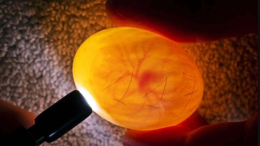 Guía definitiva sobre la incubación y cuidado de los huevos fértiles ...