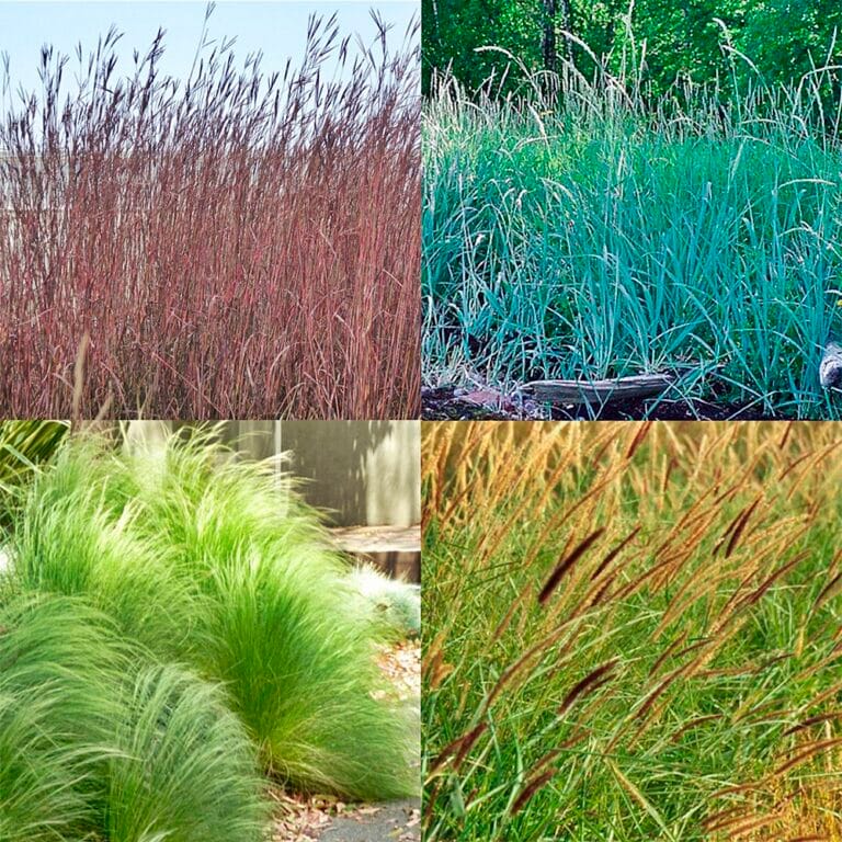 Guía tutorial para la siembra de gramínea en casa - Infoagro