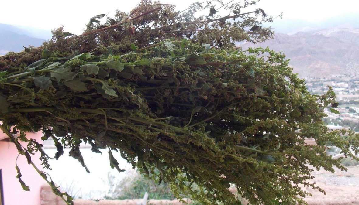 Estos son los yuyos más ricos para el mate - Infoagro