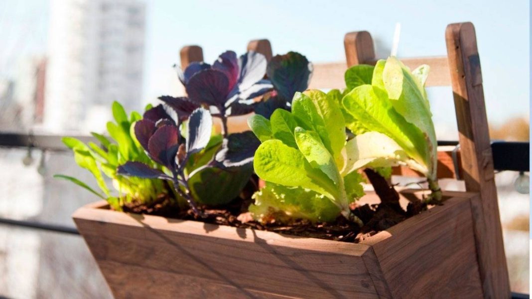 Te enseñamos cómo armar tu huerta en el balcón - Infoagro