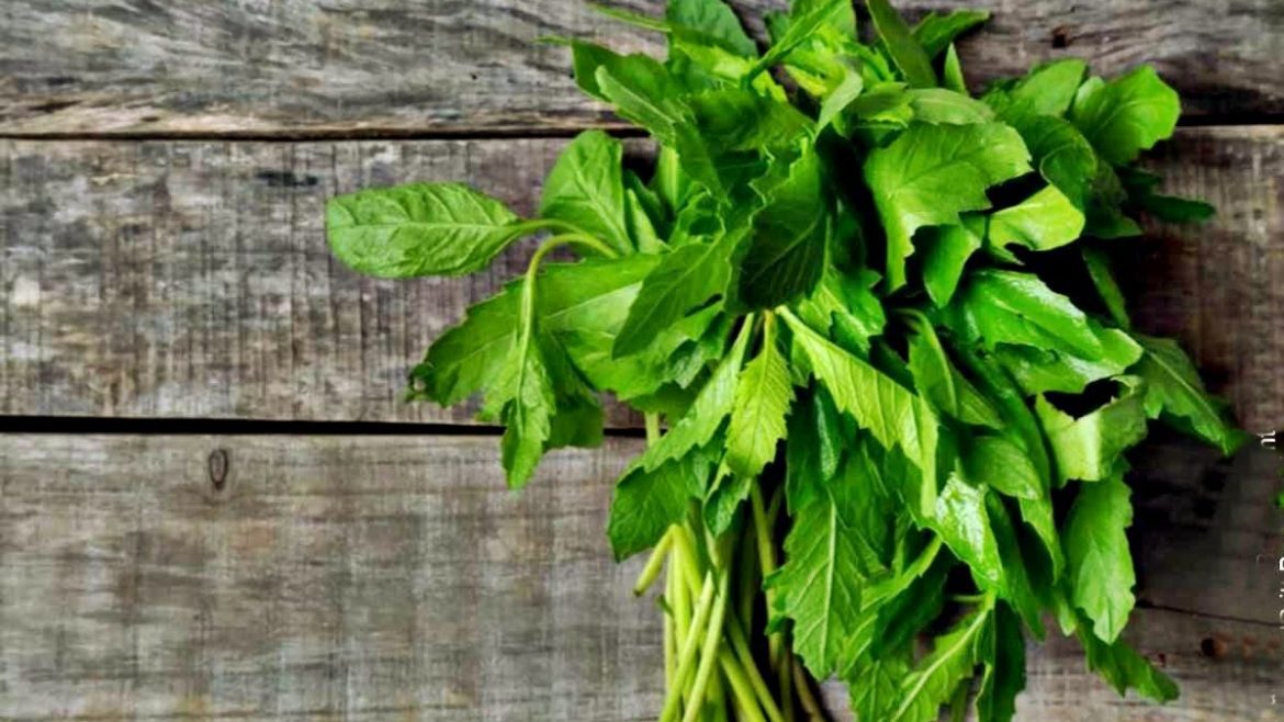 Paico: Historia y beneficios de la planta - Infoagro
