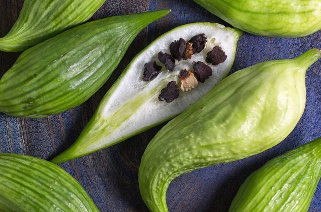 Cómo cultivar la caigua de forma exitosa - Infoagro