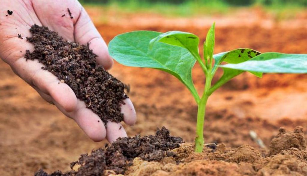 Cómo elaborar humus para el suelo - Infoagro