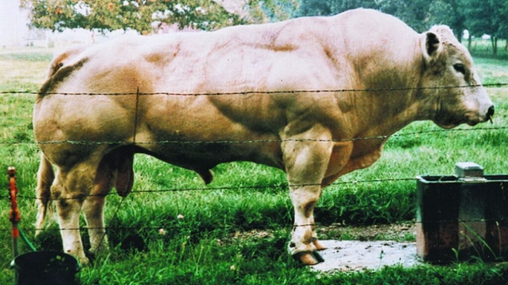 El toro más robusto y musculoso del mundo - Infoagro
