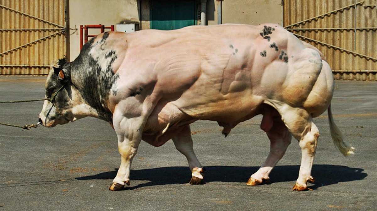 El toro más robusto y musculoso del mundo - Infoagro