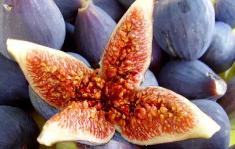 ¿El higo es una flor o una fruta?. Seguro que a esto no lo sabias ...