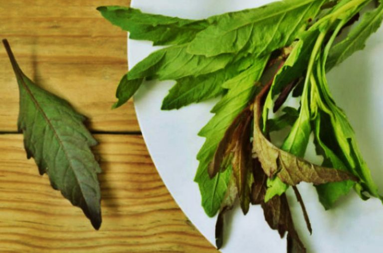 Paico: Historia y beneficios de la planta - Infoagro