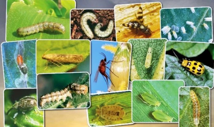 Atención en el campo: 12 zonas productivas en alerta por 6 plagas de ...