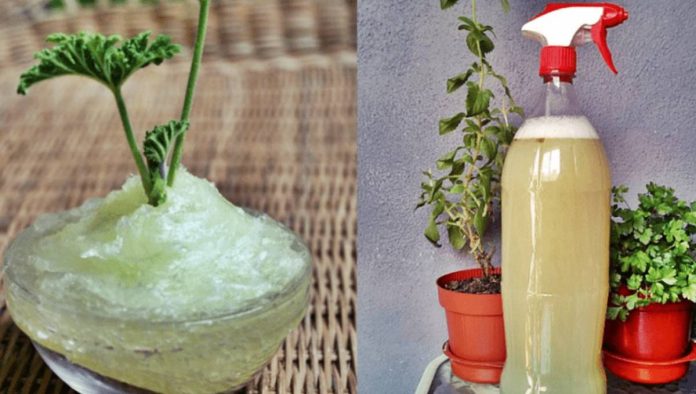 Cómo utilizar el agua con jabón para eliminar pulgones de las plantas ...