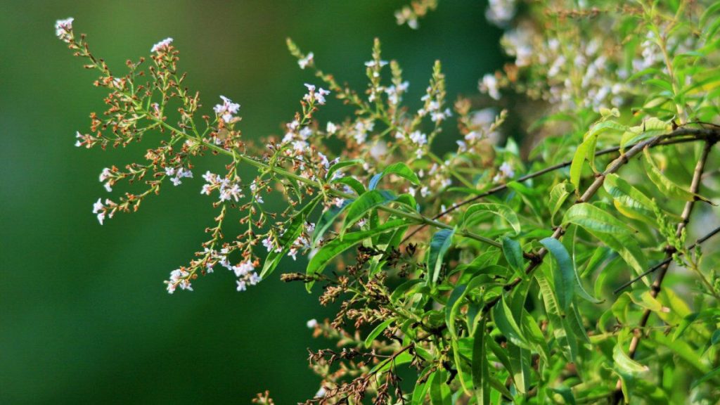 Cuidados de la planta de cedrón en maceta - Infoagro