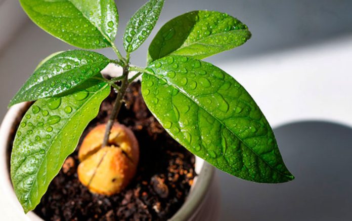 Paso a paso, el sencillo procedimiento del cultivo de la palta - Infoagro