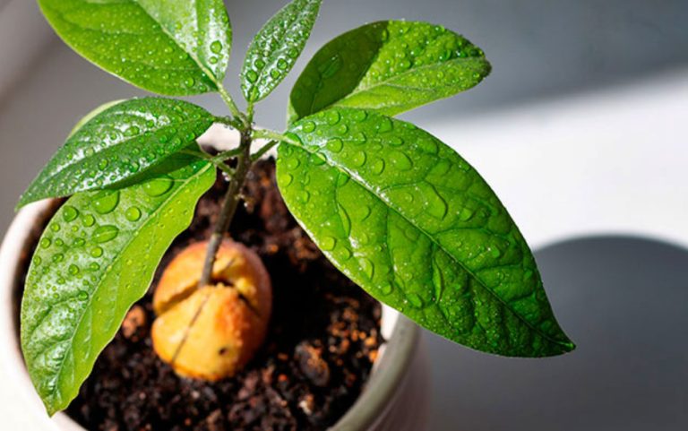 Paso a paso, el sencillo procedimiento del cultivo de la palta - Infoagro