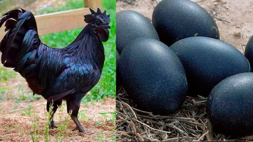 El pollo negro, la rareza de un ejemplar completamente oscuro de los ...