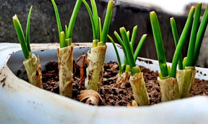 Cómo plantar cebolla en macetas y lograr tu propia producción - Infoagro