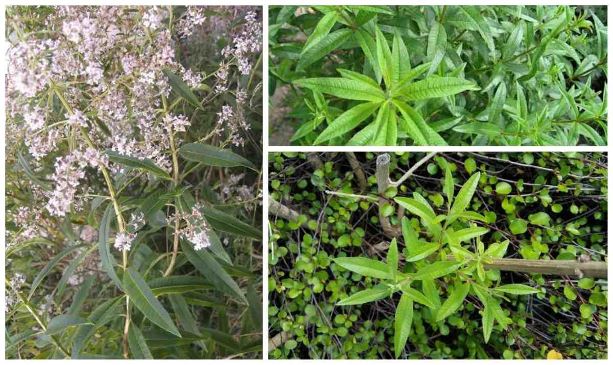 Cuidados de la planta de cedrón en maceta - Infoagro