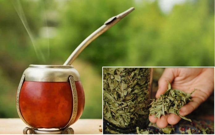 Mate con burrito: los beneficios de agregar hojas de burro a la ...
