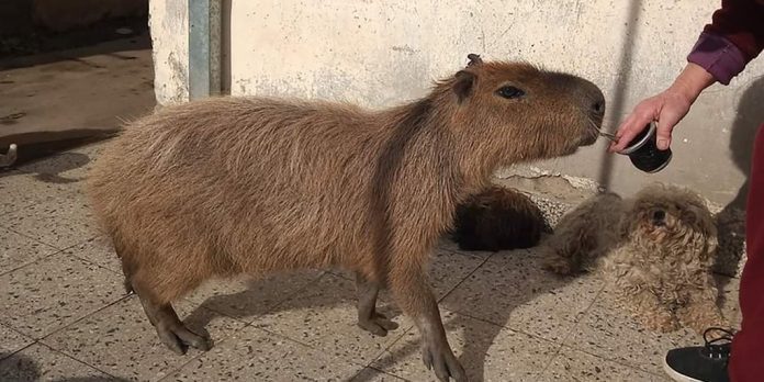 Cómo es tener un carpincho de mascota, lo cuenta un joven desde Formosa ...