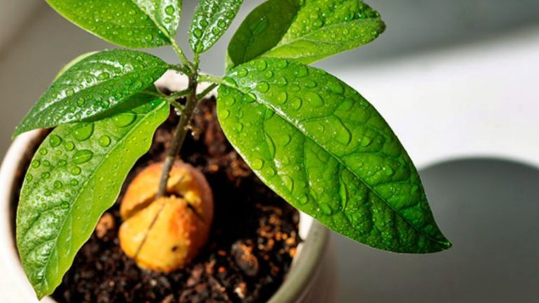 Aprende la manera más fácil de germinar el carozo de la palta - Infoagro