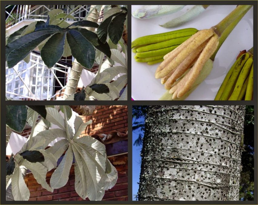 Ambay: aprende a preparar una infusión con muchos beneficios - Infoagro