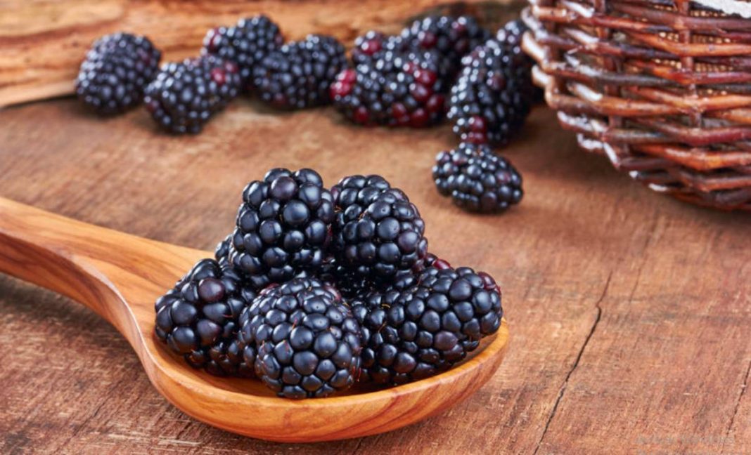 Si consumís moras, estos 10 beneficios te va a aportar - Infoagro