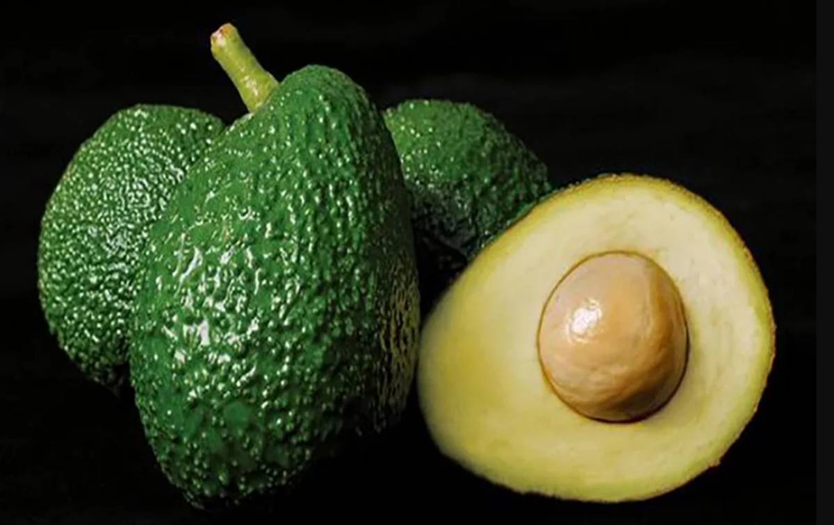 ¿Cómo conservar la palta una vez abierta? - Infoagro
