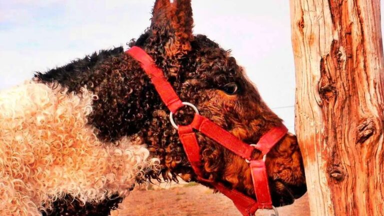 Conoce al hermoso caballo con rulos que participará en la Rural - Infoagro