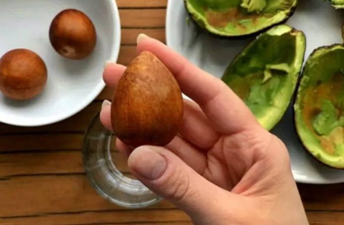 Con esta técnica podes germinar el carozo de la palta de manera exitosa ...