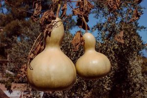 ¿Cómo se fabrican los mates de calabaza? ¿Cómo se curan? - Infoagro