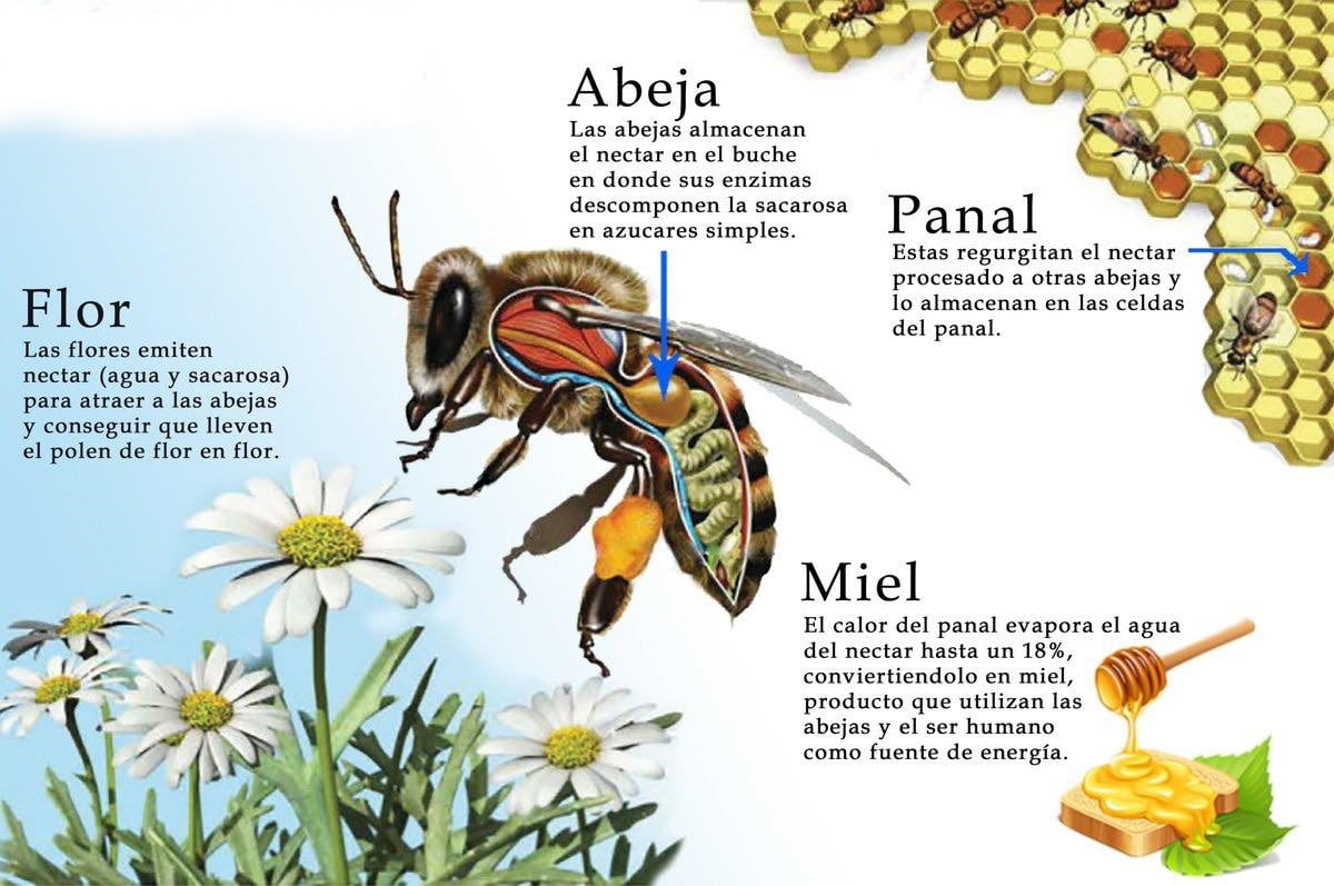 ¿Qué es la miel y cómo la fabrican las abejas? - Infoagro