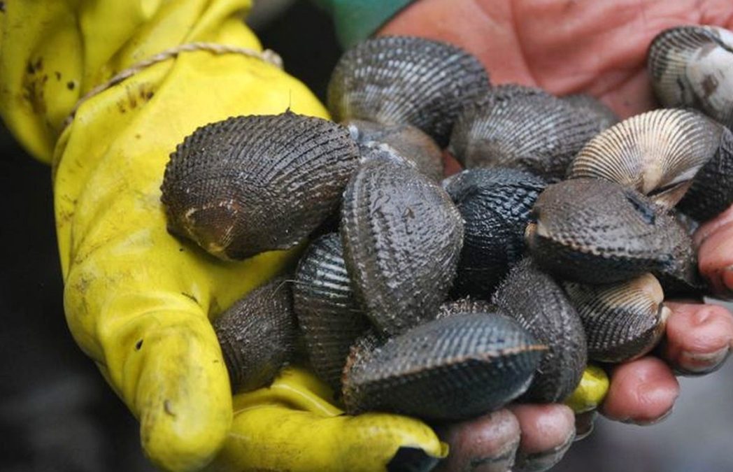 Comprendiendo al fenómeno de El Niño a través de las conchas de Perú ...