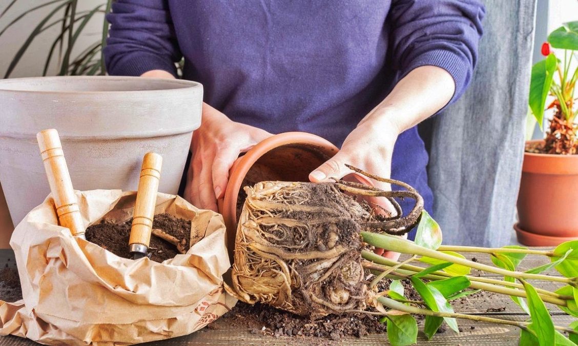 Cómo trasplantar tus plantas correctamente y tener éxito - Infoagro