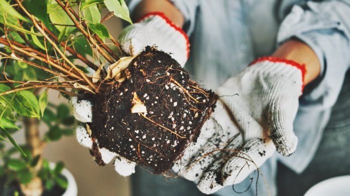 Cómo trasplantar tus plantas correctamente y tener éxito - Infoagro