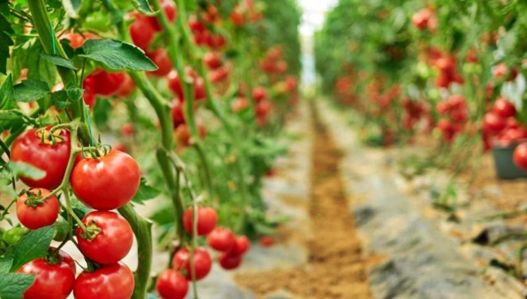 Tomate: transformación de una especie silvestre en una domesticada ...