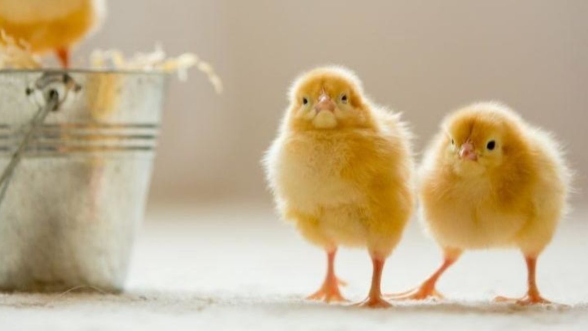 ¿Cómo criar pollitos en casa? - Infoagro