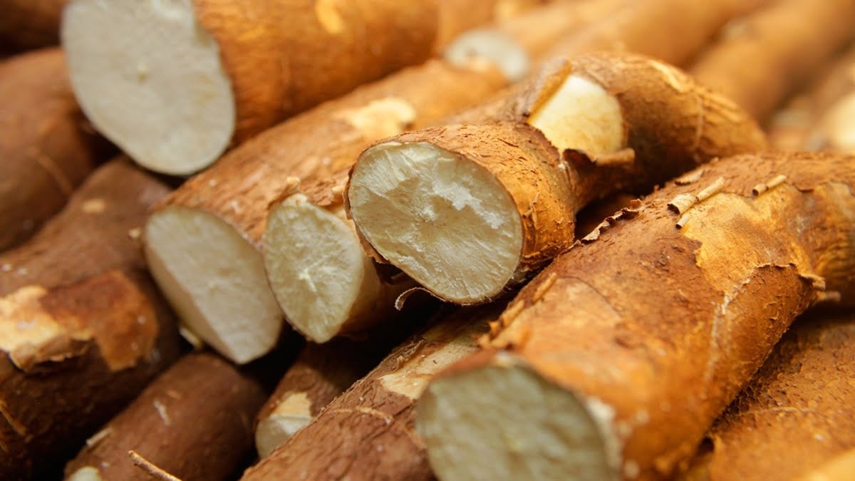 ¿Mandioca o yuca? ¿ Es lo mismo? - Infoagro