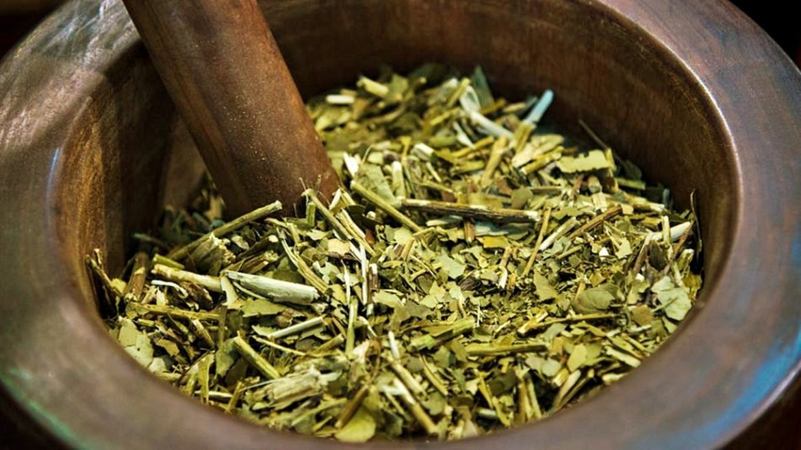 Circuito Productivo de la Yerba Mate en Argentina - Infoagro