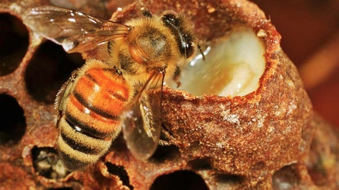 ¿Por qué vive tanto la abeja reina? - Infoagro