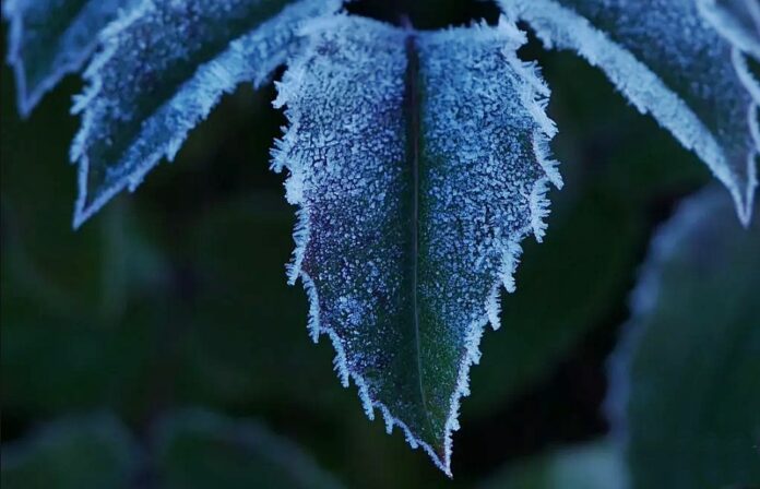 Así se produce la helada negra - Infoagro
