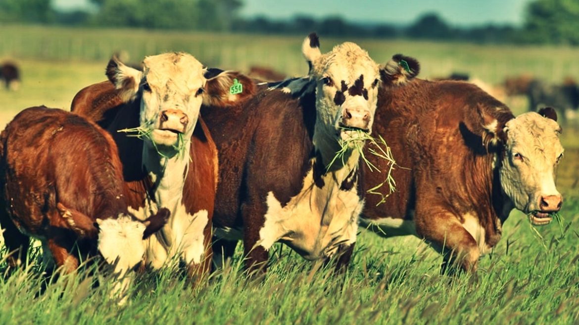 La Fiebre Aftosa: Una Amenaza para la Ganadería - Infoagro