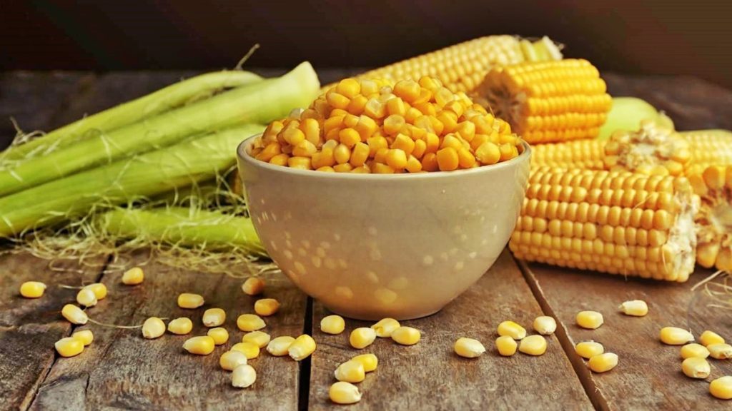 ¿Cómo conservar el choclo y tenerlo fresco todo el año? - Infoagro