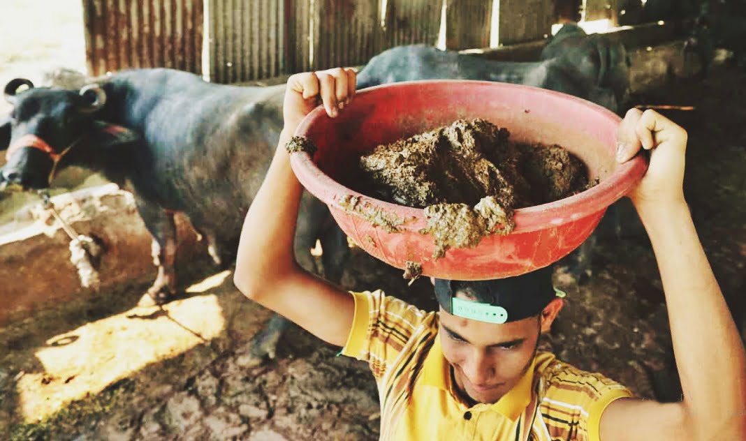 Un país utiliza la "caca" de vacas lecheras para generar energía - Infoagro