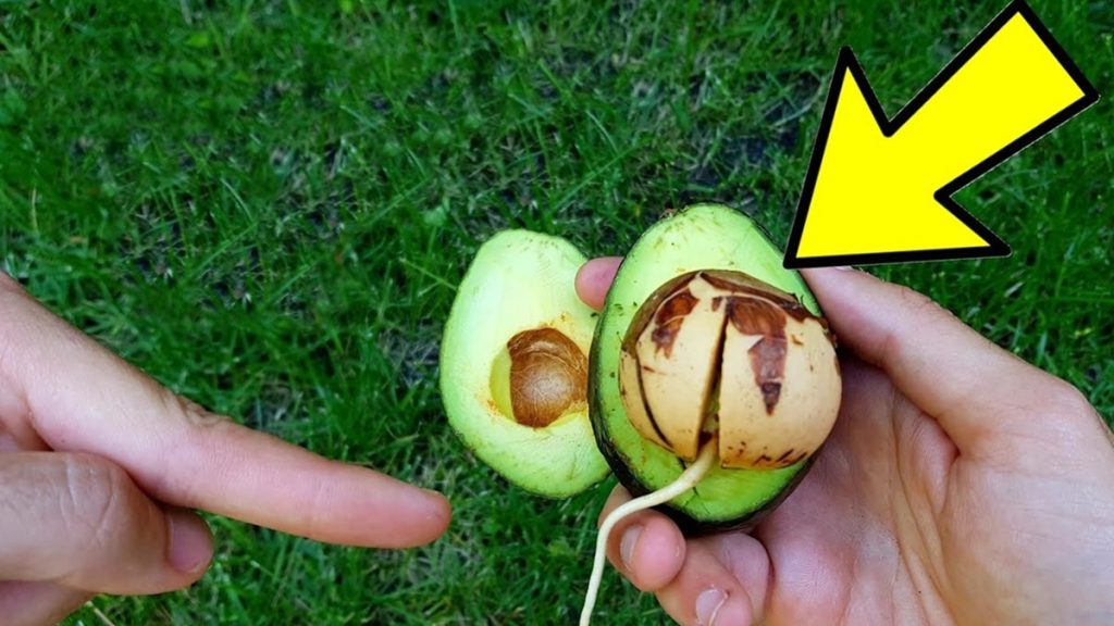 Con esta técnica podes germinar el carozo de la palta de manera exitosa ...