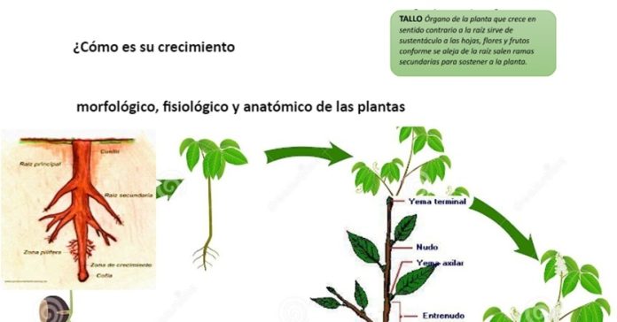 Secretos revelados: Cómo las plantas sobreviven al cambio de estaciones (del calor al frío ...