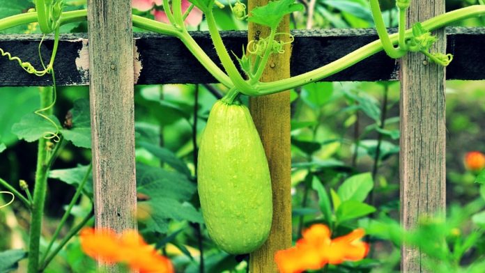 Estas son las principales 6 hortalizas trepadoras para tu huerta en ...