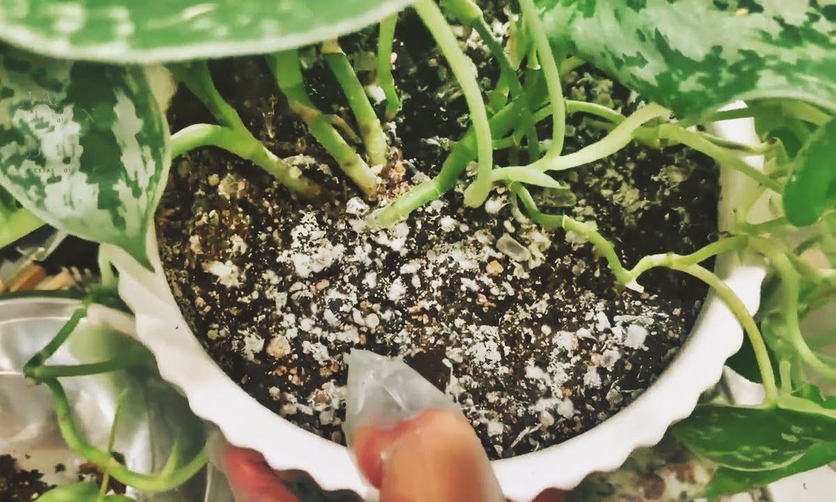 De esta manera se puede prevenir el moho blanco en la tierra - Infoagro