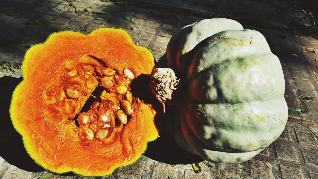 Cómo extraer y procesar la semilla de zapallo criollo para lograr una ...