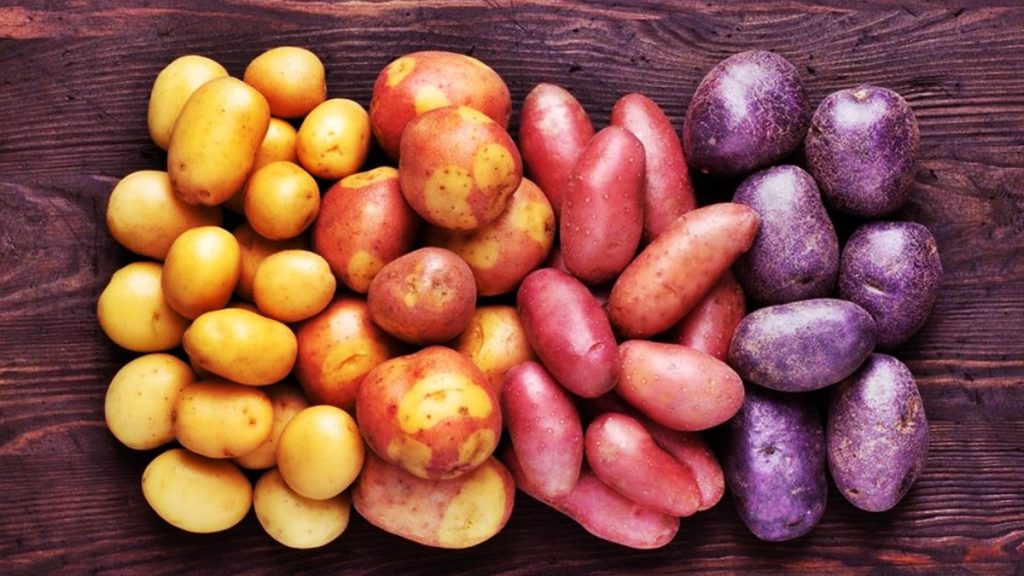 Estas son las variedades de papa más conocidas - Infoagro